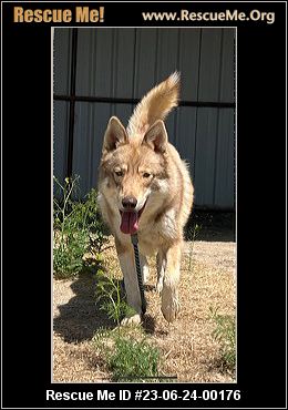 - Nevada Dog Rescue - ADOPTIONS - Rescue Me!