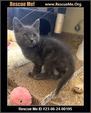 - California Russian Blue Rescue - ADOPTIONS - Rescue Me!