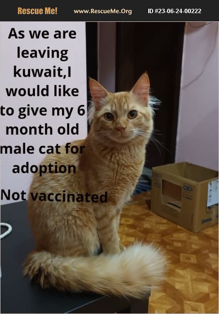 ADOPT 23062400222 ~ Domestic Cat Rescue ~ Kuwait