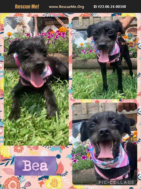 ADOPT 23062400340 ~ Schnauzer Rescue ~ Ringwood, NJ