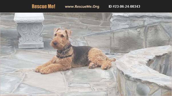 ADOPT 23062400343 ~ Airedale Rescue ~ Anaheim, CA