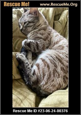 - Wisconsin Cat Rescue - ADOPTIONS - Rescue Me!