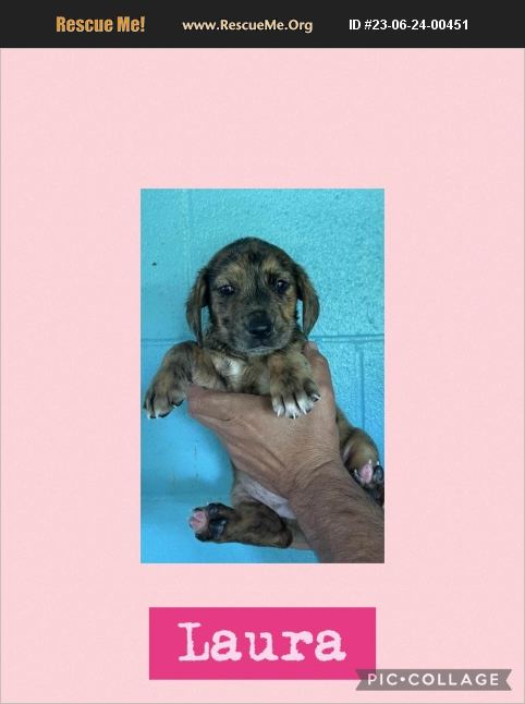 ADOPT 23062400451 ~ Catahoula Rescue ~ Ringwood, NJ