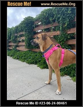 - Minnesota Dog Rescue - ADOPTIONS - Rescue Me!