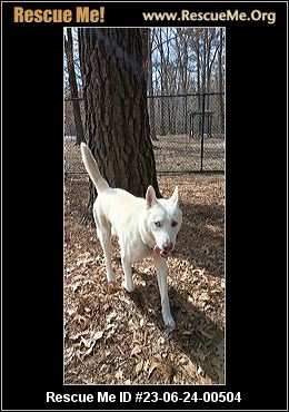 - Virginia Siberian Husky Rescue - ADOPTIONS - Rescue Me!