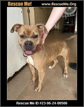 - Georgia Boxer Rescue - ADOPTIONS - Rescue Me!