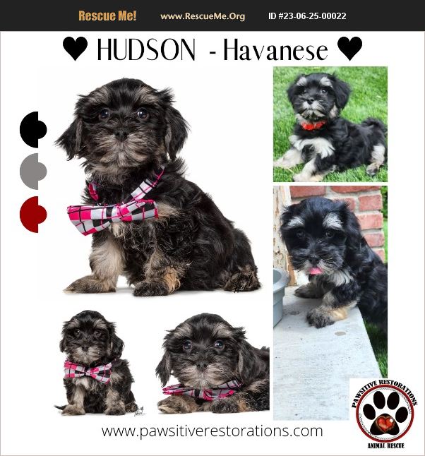 ADOPT 23062500022 ~ Havanese Rescue ~ Aurora, CO