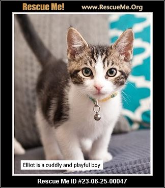 - California Cat Rescue - ADOPTIONS - Rescue Me!