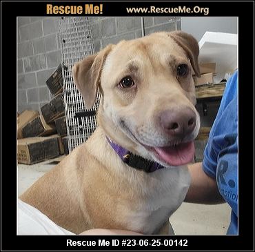 - Tennessee Basset Hound Rescue - ADOPTIONS - Rescue Me!