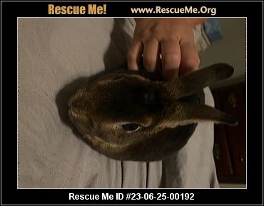 - Missouri Rabbit Rescue - ADOPTIONS - Rescue Me!