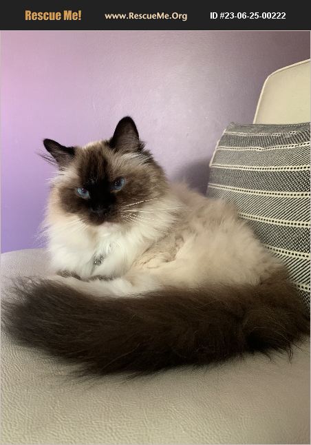 ADOPT 23062500222 ~ Ragdoll Rescue ~ Raleigh, NC