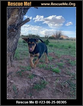 - New Mexico Dog Rescue - ADOPTIONS - Rescue Me!