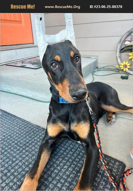 ADOPT 23062500378 ~ Doberman Pinscher Rescue ~ Fountain, CO