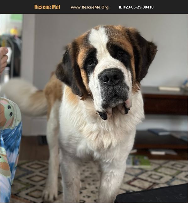 ADOPT 23062500410 ~ Saint Bernard Rescue ~ Newton, IA