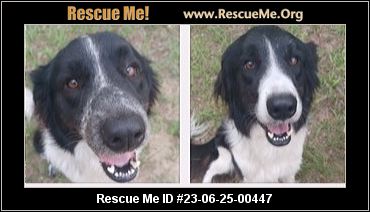 - Florida Border Collie Rescue - ADOPTIONS - Rescue Me!