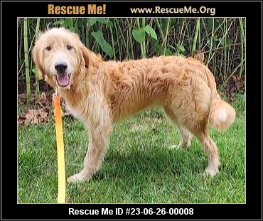 - Indiana Golden Retriever Rescue - ADOPTIONS - Rescue Me!