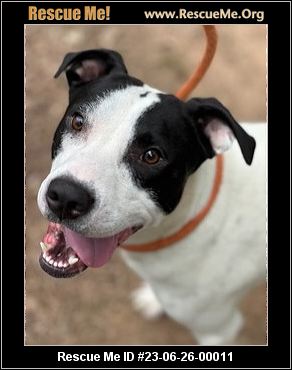 - Rhode Island Dog Rescue - ADOPTIONS - Rescue Me!