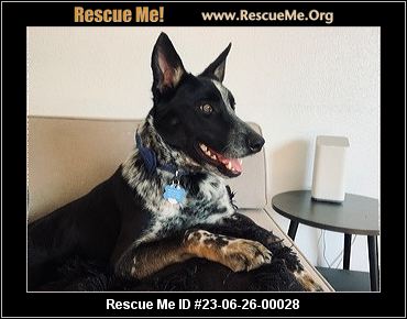 - Nevada Dog Rescue - ADOPTIONS - Rescue Me!