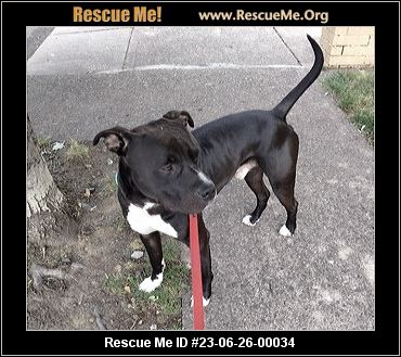 - New Jersey Pit Bull Rescue - ADOPTIONS - Rescue Me!