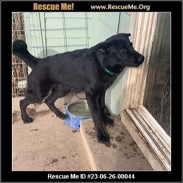 - Idaho Dog Rescue - ADOPTIONS - Rescue Me!