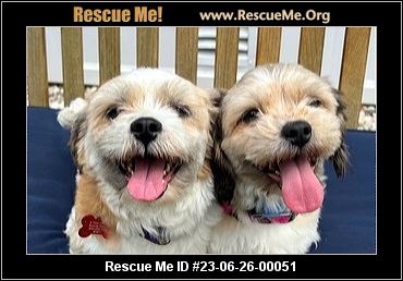 - New York Dog Rescue - ADOPTIONS - Rescue Me!
