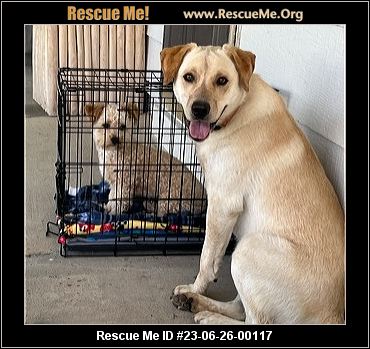 - Utah Dog Rescue - ADOPTIONS - Rescue Me!