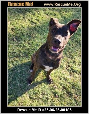 - Texas Pit Bull Rescue - ADOPTIONS - Rescue Me!