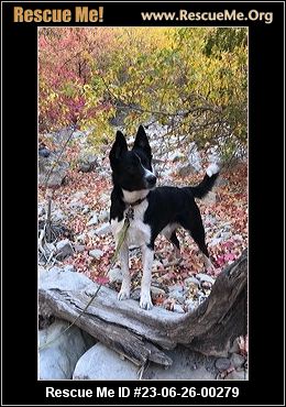 - California Border Collie Rescue - ADOPTIONS - Rescue Me!