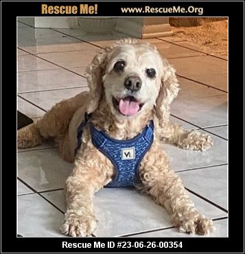 - Florida Cocker Spaniel Rescue - ADOPTIONS - Rescue Me!