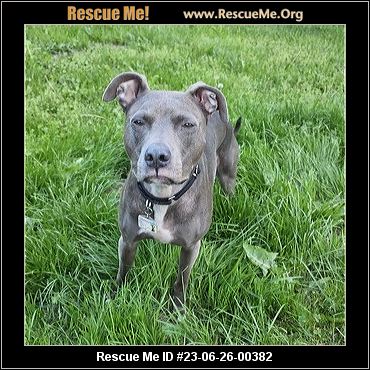 - Washington Pit Bull Rescue - ADOPTIONS - Rescue Me!