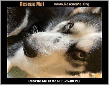 - Ohio Siberian Husky Rescue - ADOPTIONS - Rescue Me!