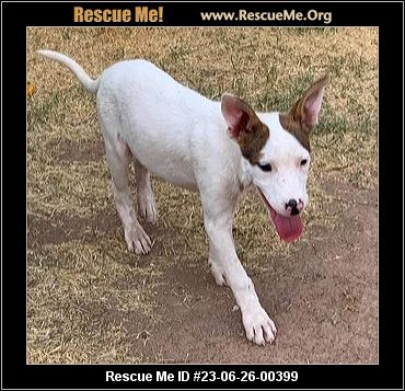 - Arizona Pit Bull Rescue - ADOPTIONS - Rescue Me!