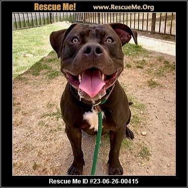 - California Pit Bull Rescue - ADOPTIONS - Rescue Me!