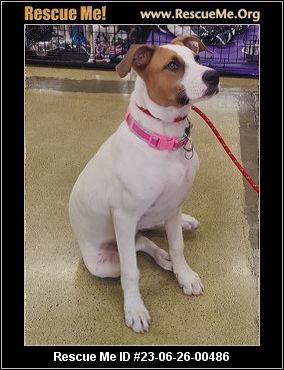 - Arizona Pit Bull Rescue - ADOPTIONS - Rescue Me!