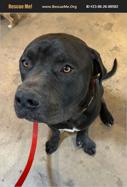 ADOPT 23062600502 ~ Mastiff Rescue ~ Marana, AZ