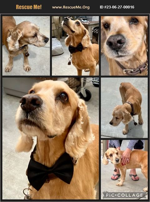 ADOPT 23062700016 ~ Cocker Spaniel Rescue ~ Riverside County, CA