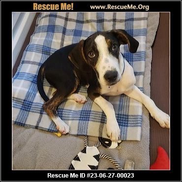 - Pennsylvania Beagle Rescue - ADOPTIONS - Rescue Me!