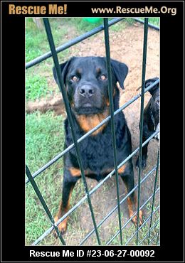 - Texas Rottweiler Rescue - ADOPTIONS - Rescue Me!