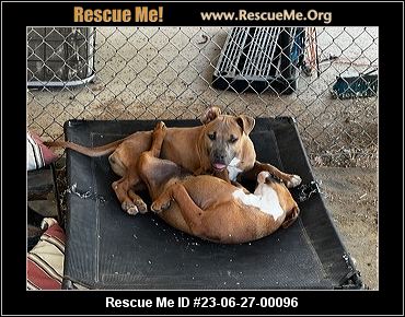 - California Pit Bull Rescue - ADOPTIONS - Rescue Me!