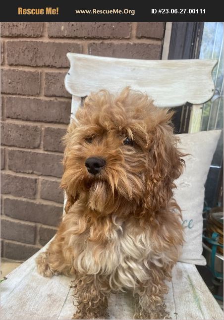 ADOPT 23062700111 ~ Cockapoo Rescue ~ Miami, OK