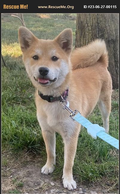 ADOPT 23062700115 ~ Shiba Inu Rescue ~ Miami, OK
