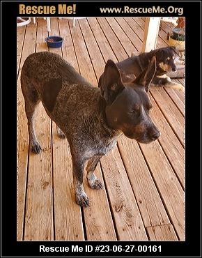 - New Mexico Dog Rescue - ADOPTIONS - Rescue Me!