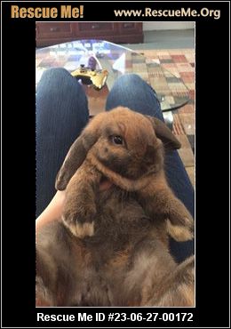 - Massachusetts Rabbit Rescue - ADOPTIONS - Rescue Me!