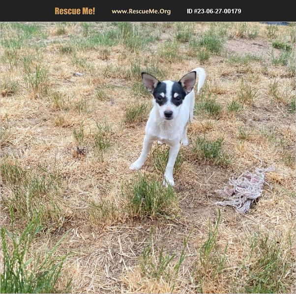 ADOPT 23062700179 ~ Pomeranian Rescue ~ Gladwin, MI