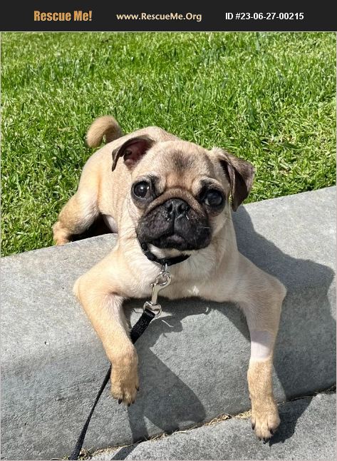 ADOPT 23062700215 ~ Pug Rescue ~ Los Angeles, CA