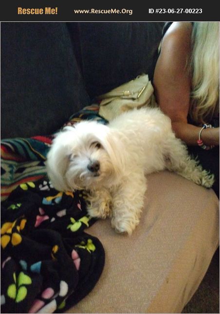 ADOPT 23062700223 ~ Maltese Rescue ~ Meriden, CT