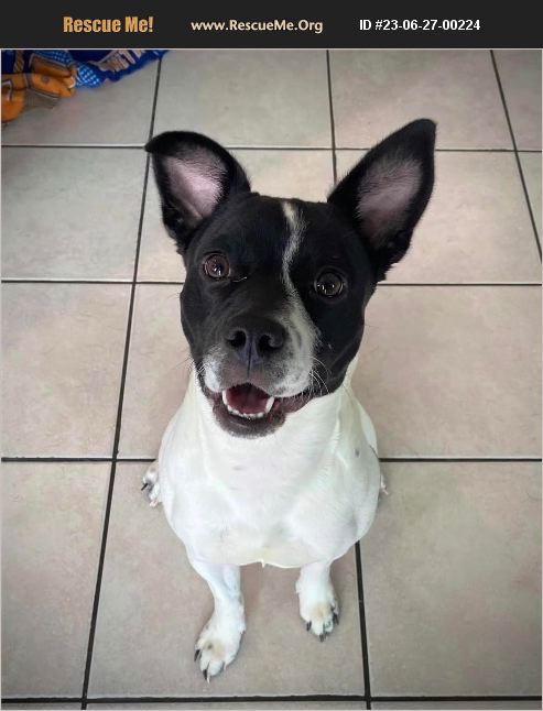 ADOPT 23062700224 ~ Rat Terrier Rescue ~ Steger, IL