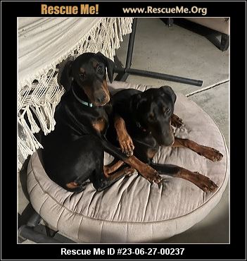 - California Doberman Pinscher Rescue - ADOPTIONS - Rescue Me!
