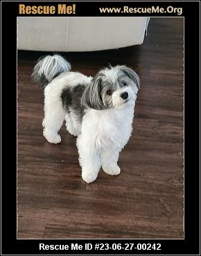 - North Carolina Maltese Rescue - ADOPTIONS - Rescue Me!