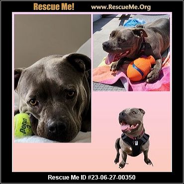- California American Bulldog Rescue - ADOPTIONS - Rescue Me!